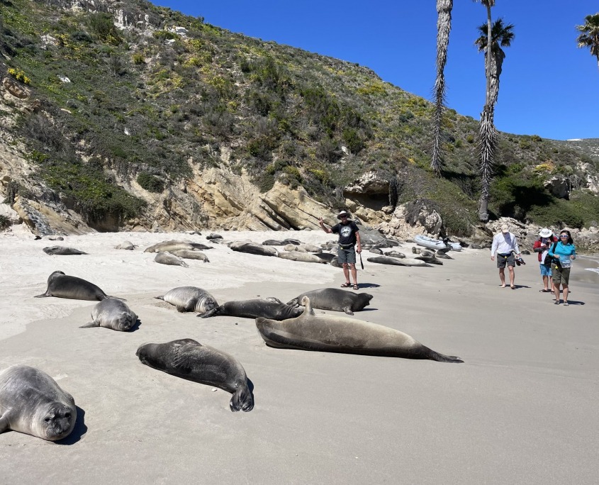 Northern Channel Islands Cruises | Santana Sailing School